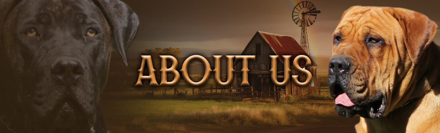 ABOUT US – Elevation Stud