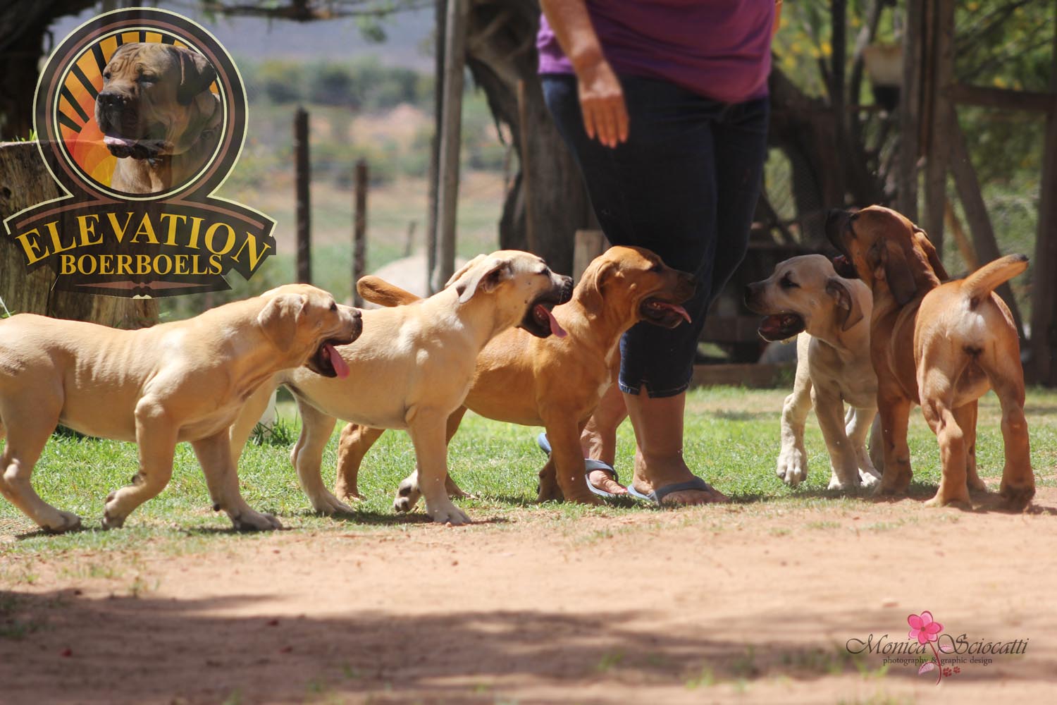 Puppies – Elevation Stud