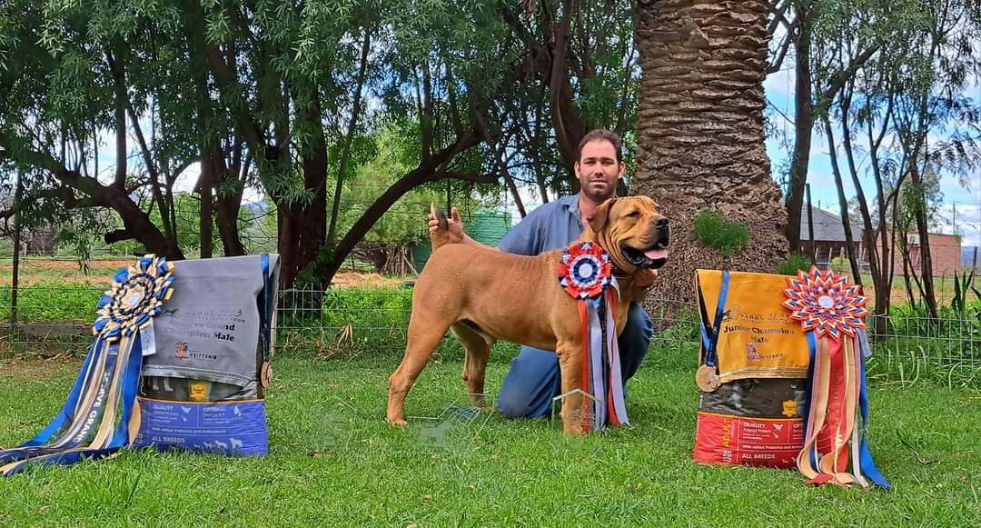 Upcoming Litters – Elevation Stud