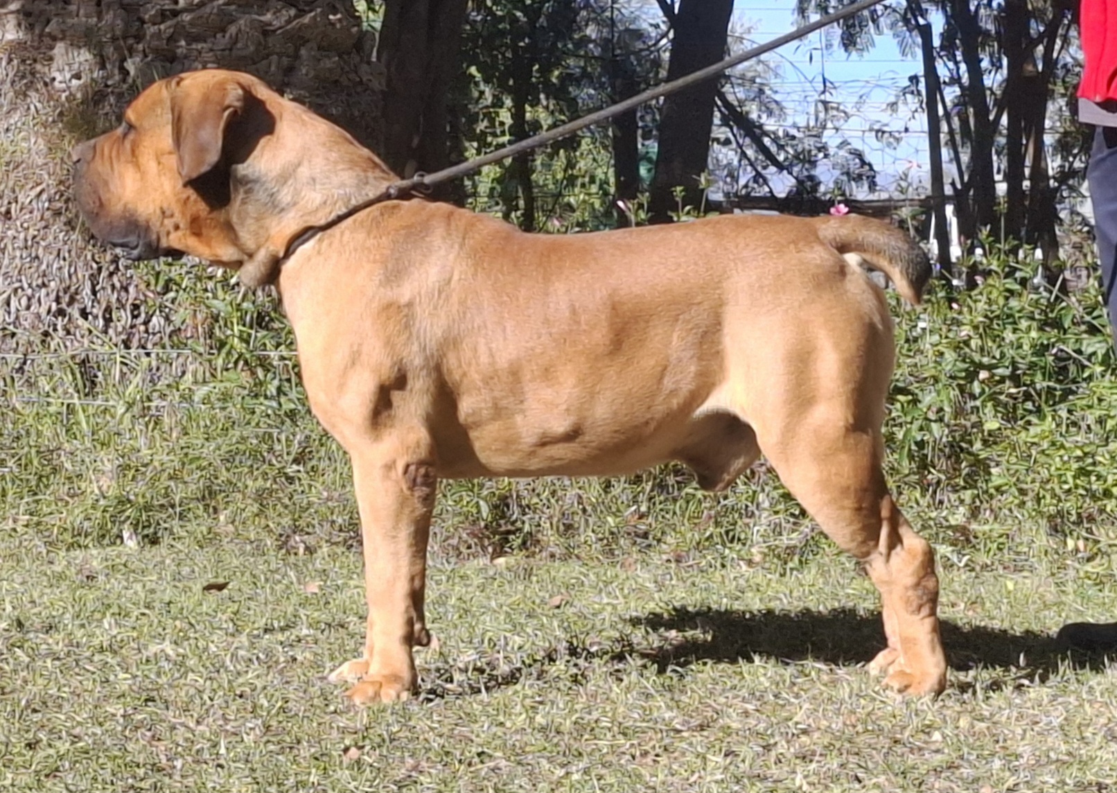 Elevation Kudu 85.7% – Elevation Stud