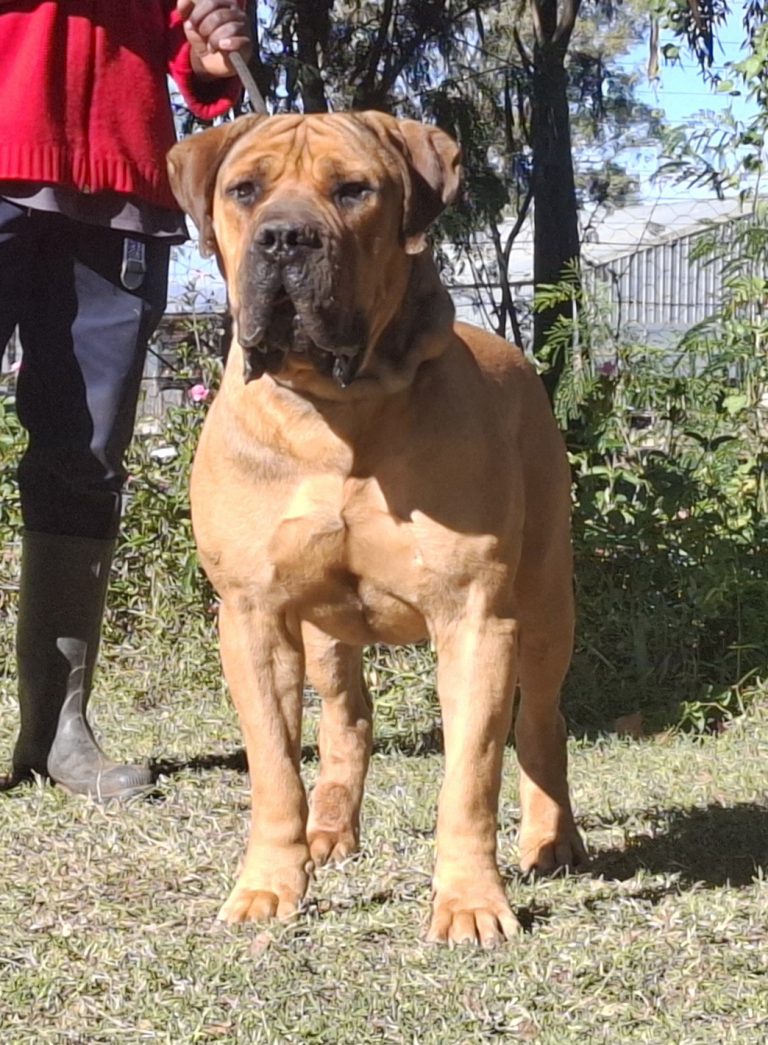 Puppies – Elevation Stud