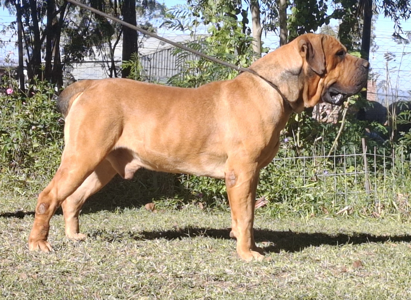 Elevation Kudu 85.7% – Elevation Stud