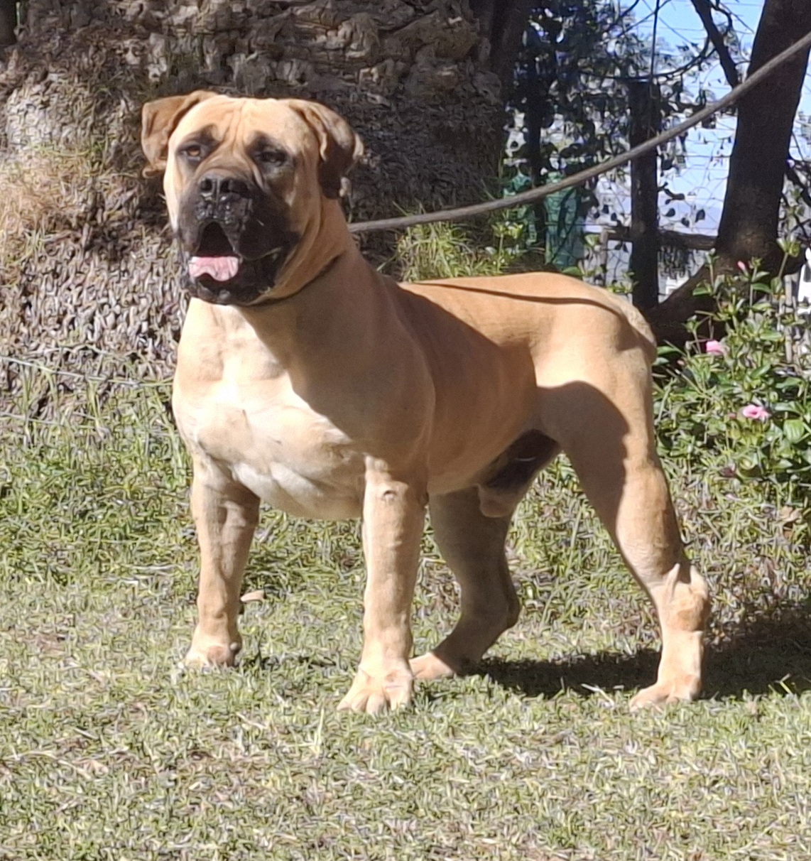 Adults – Elevation Stud