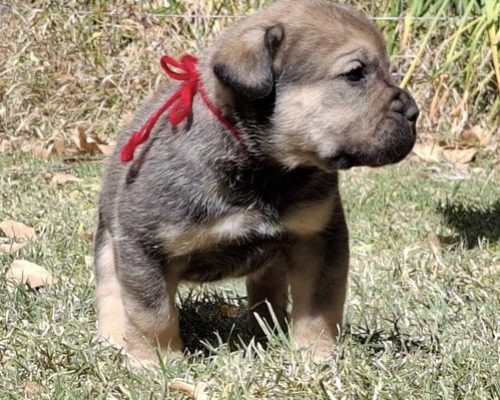 Puppies – Elevation Stud